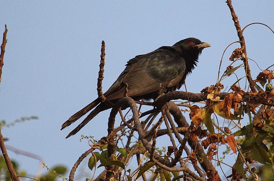 Oriental Birds: Asian Koel,Male