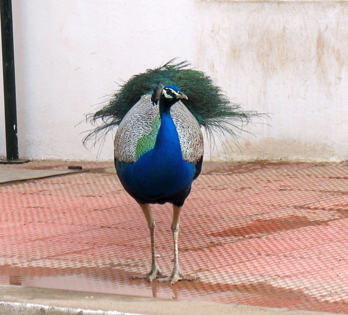 July 2013 - ARUNACHALA BIRDS