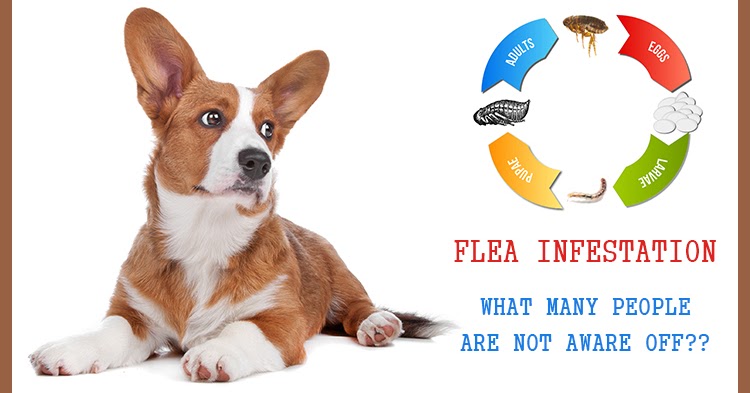 BudgetPetWorld: Know Flea Infestation That Pet Owners Are Not Aware
