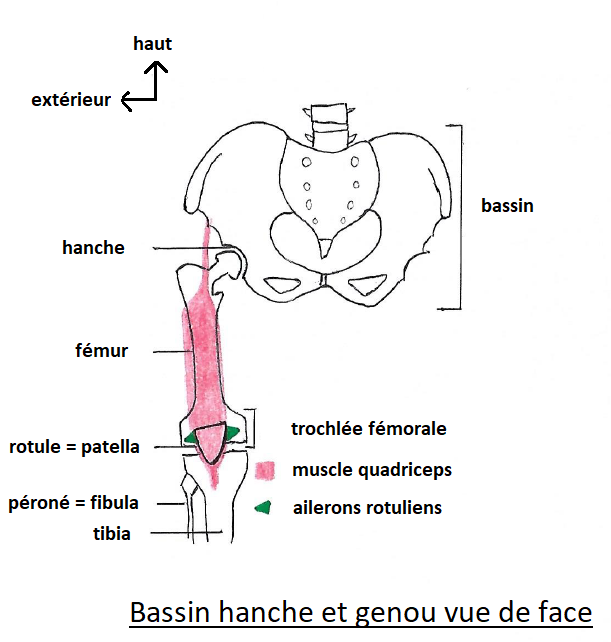 Luxation et sub luxation de la rotule