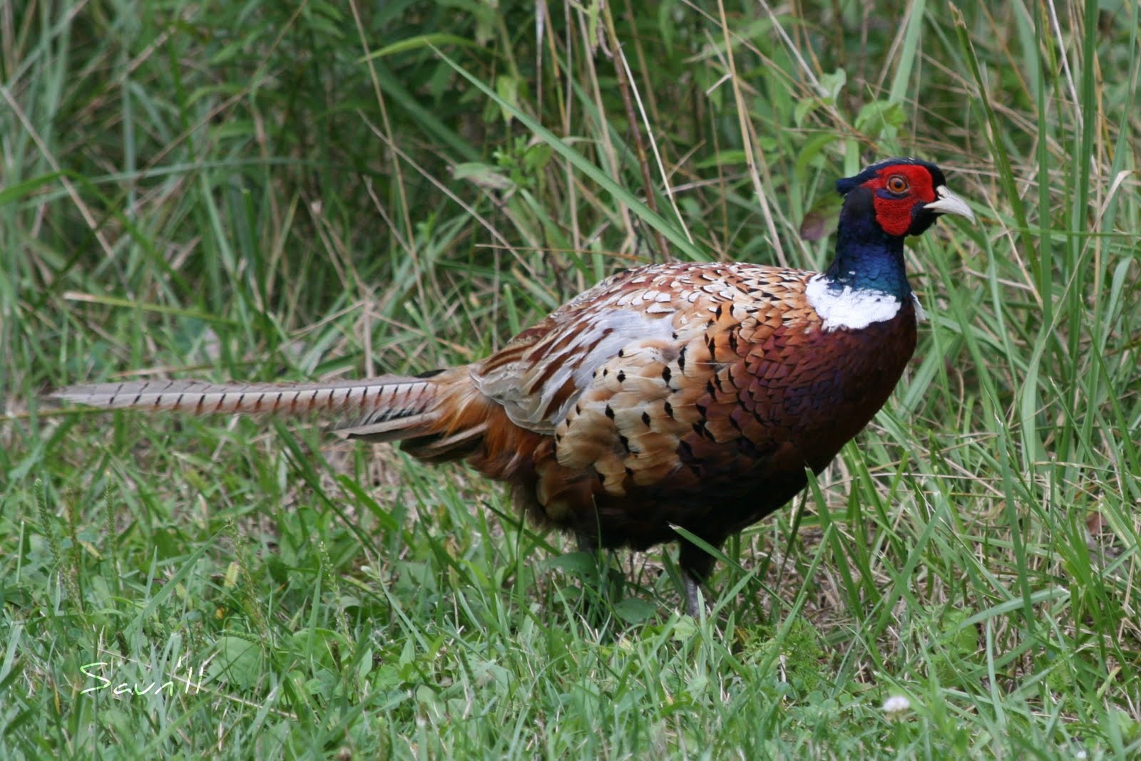 Live by the sun Love by the moon: Pheasant @ Maumee State Park,Ohio