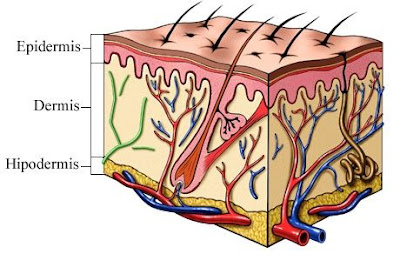 Ciencias de la Naturaleza 3º : Órganos de los sentidos