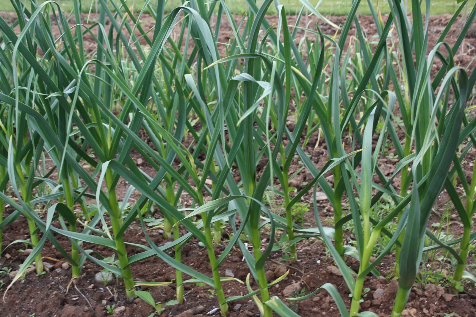Nova Scotia Vegetable Blog: Garlic - Watch for White Rot
