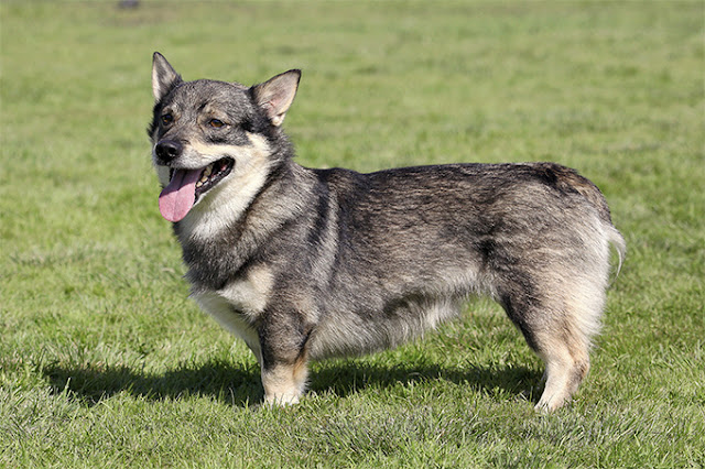 White Wolf : Meet the Swedish Vallhund, an amazing looking dog with a ...