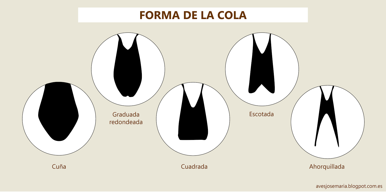 Blue Nature, el blog: Las aves del Retiro para empezar