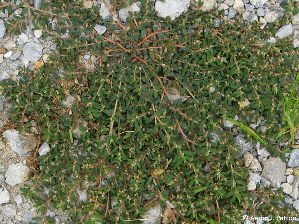 Purdue Turf Tips: Weed of the month for August 2014 is Prostrate Spurge