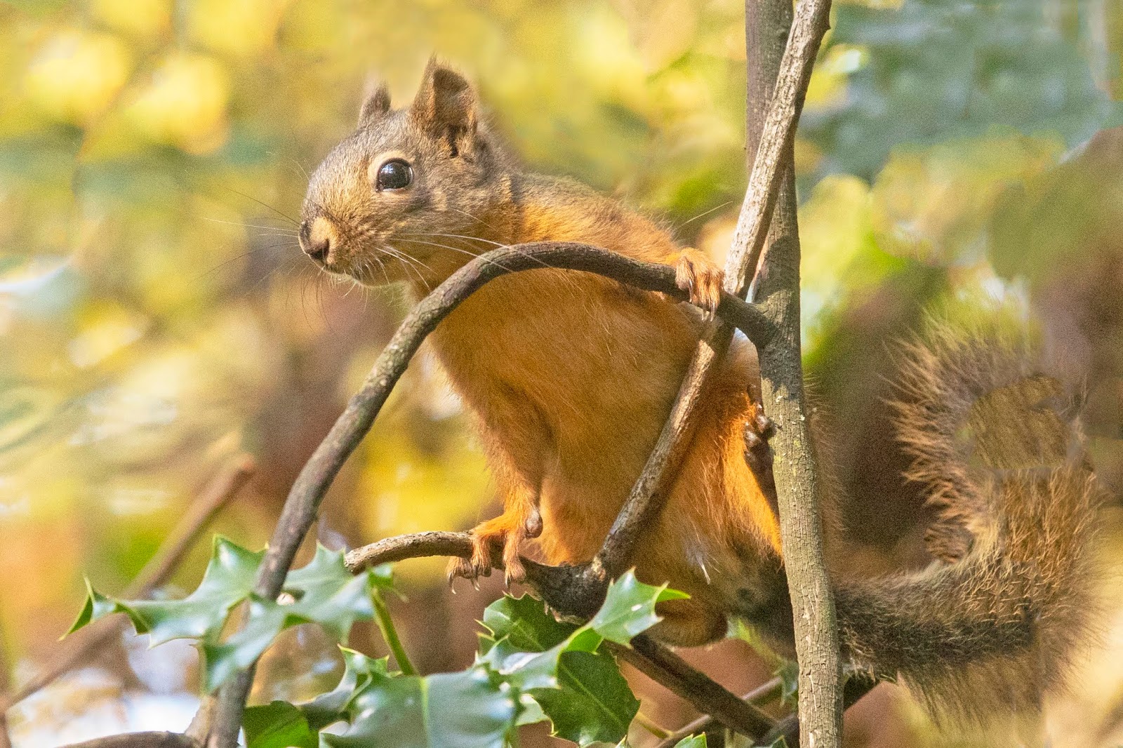 Shoreline Area News: She wanted to boldly go where no squirrel has gone ...