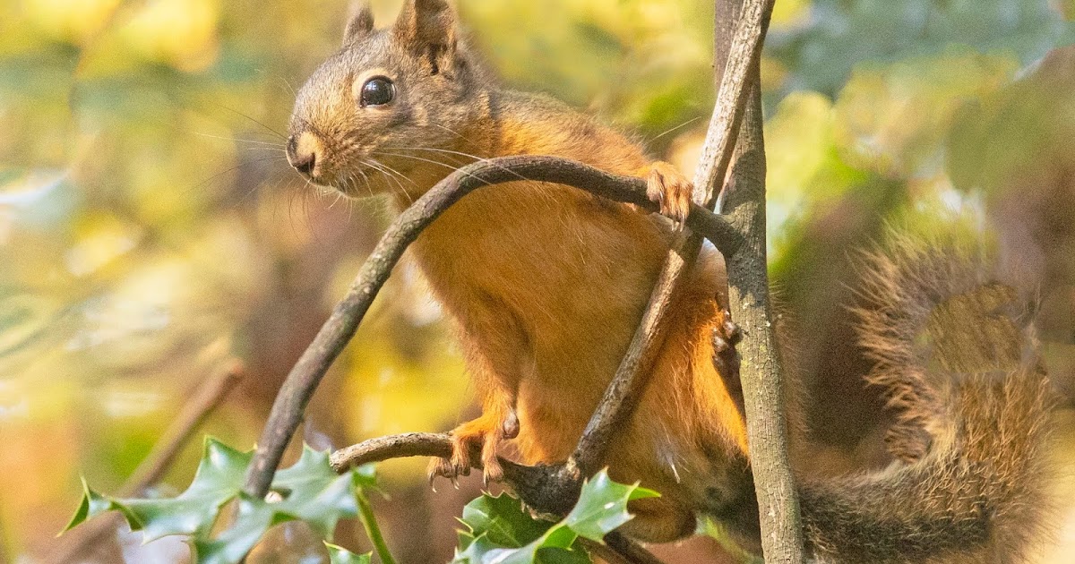 Shoreline Area News: She wanted to boldly go where no squirrel has gone ...