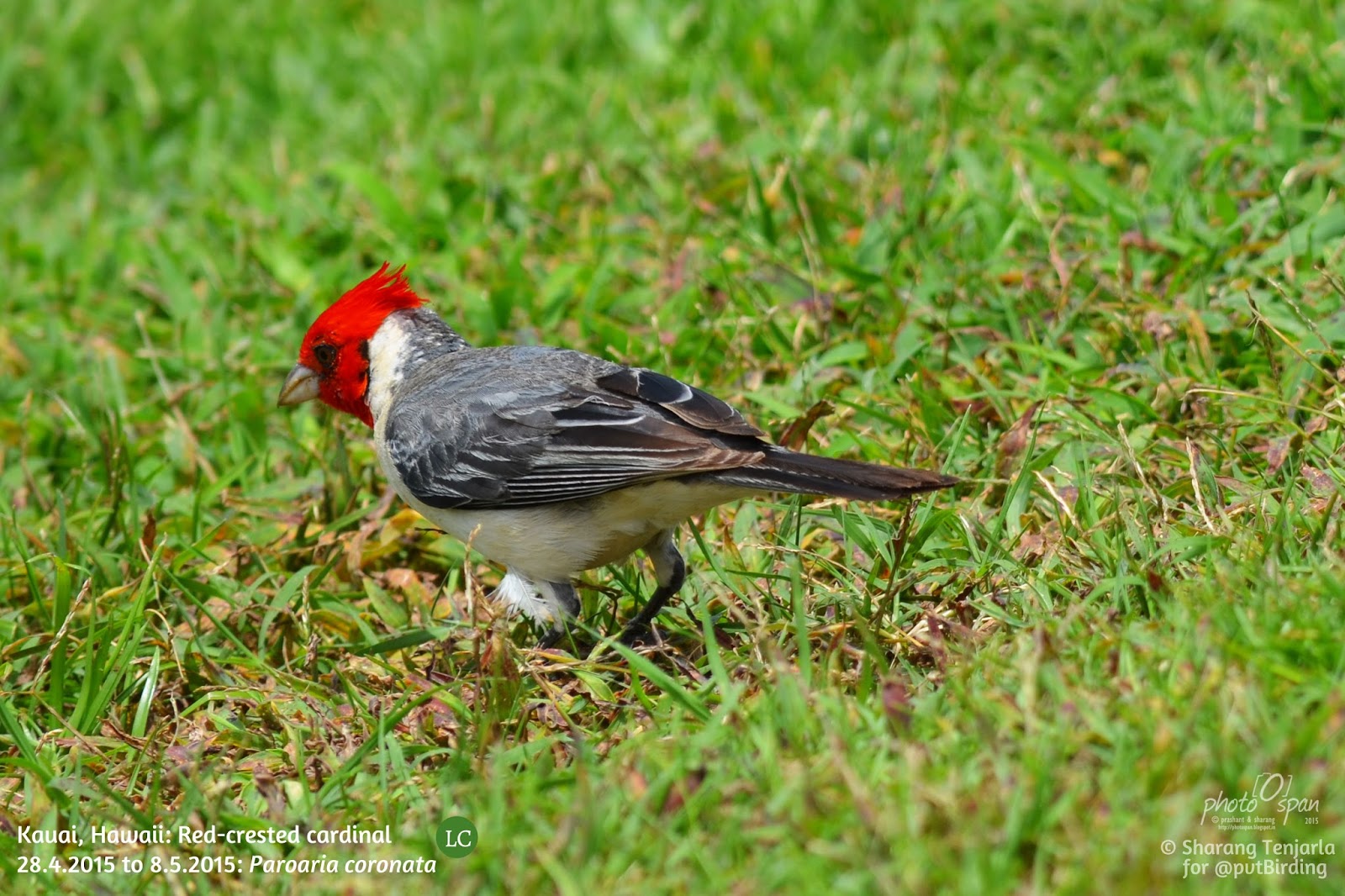 Red-crested cardinal: Paroaria coronata | Photo Span