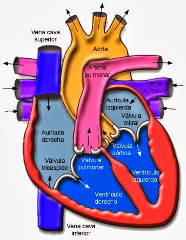 Desde las gavetas de mi escritorio: Funciones y componentes del sistema ...