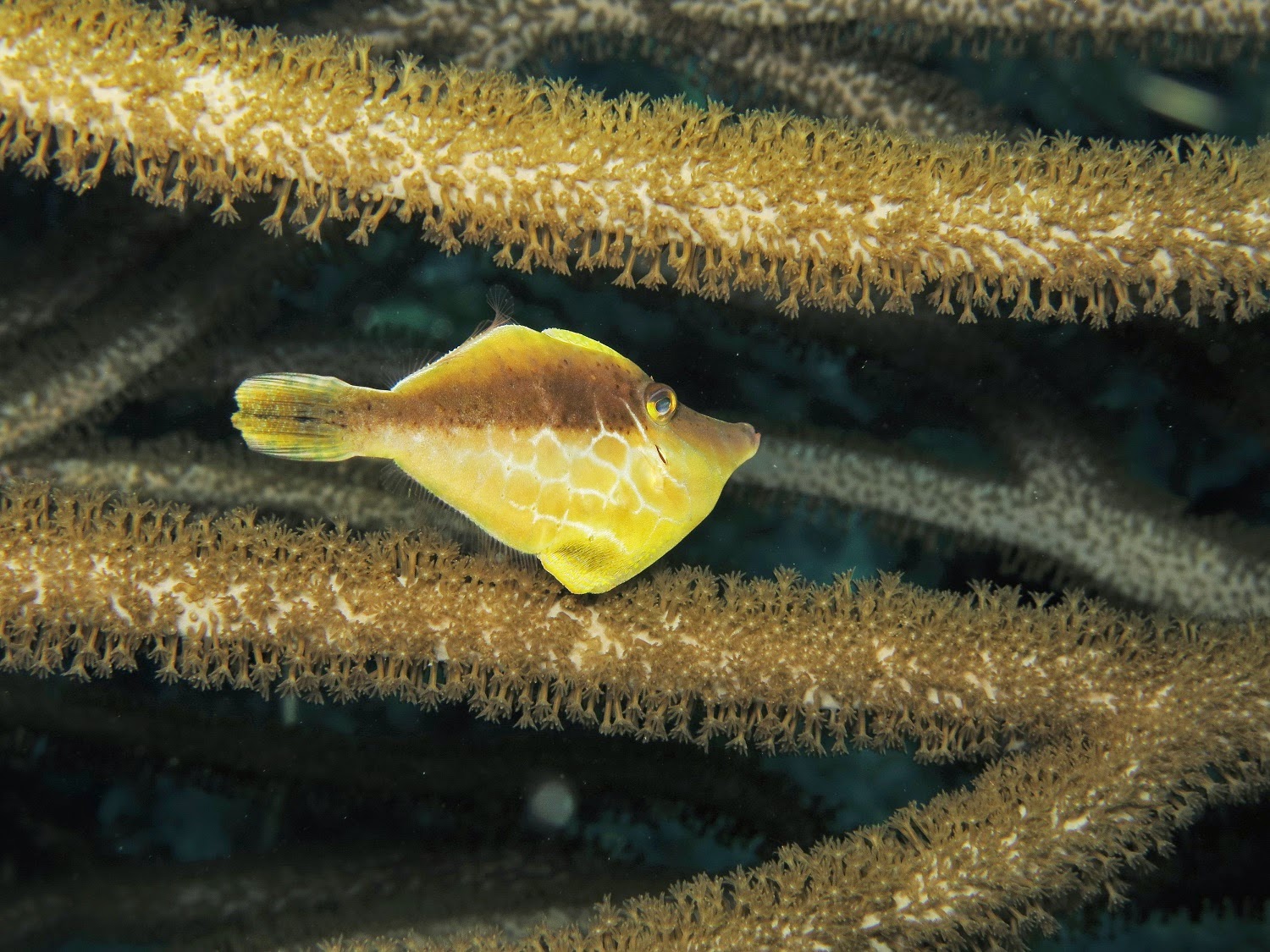 Rambling Jill: Slender filefish
