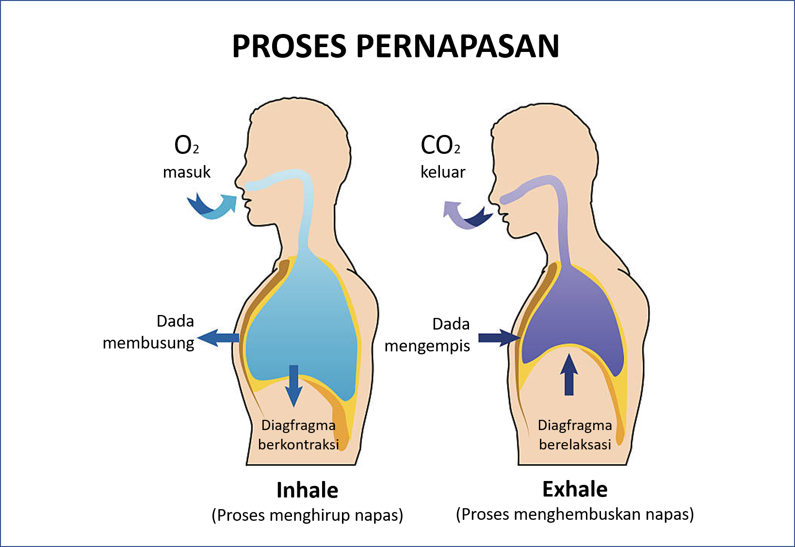 Bagaimana Sistem Pernapasan Bekerja? ~ Kelas Bu Asih