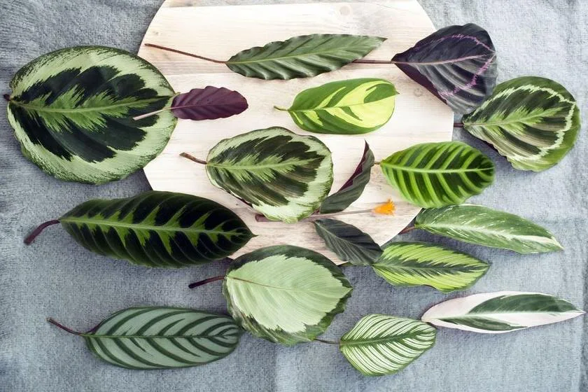 Macam-macam Jenis Calathea dan Harga jualnya - Kumpulsebar