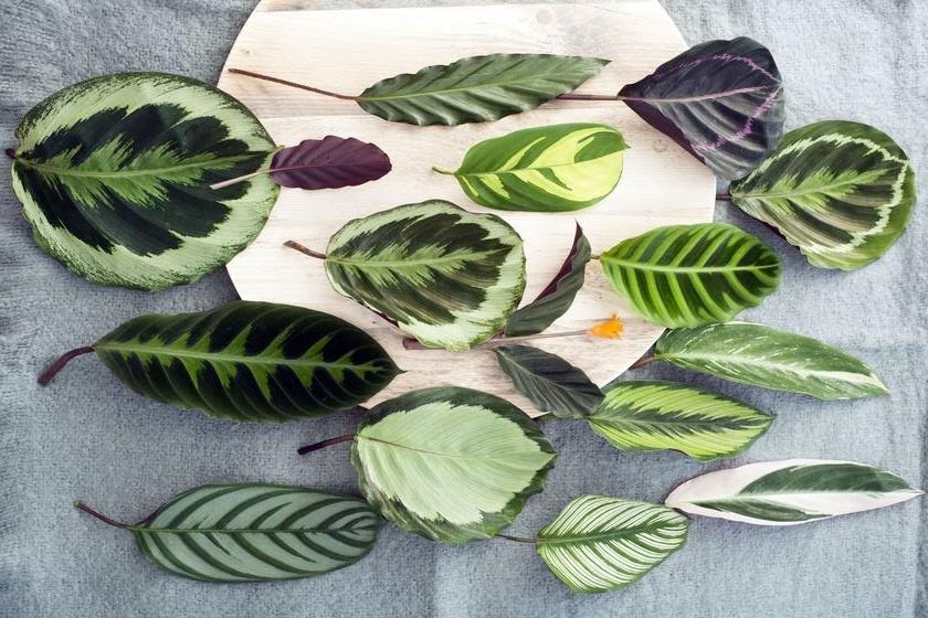 √ Macam-macam Jenis Calathea dan Harga jualnya - Kumpulsebar