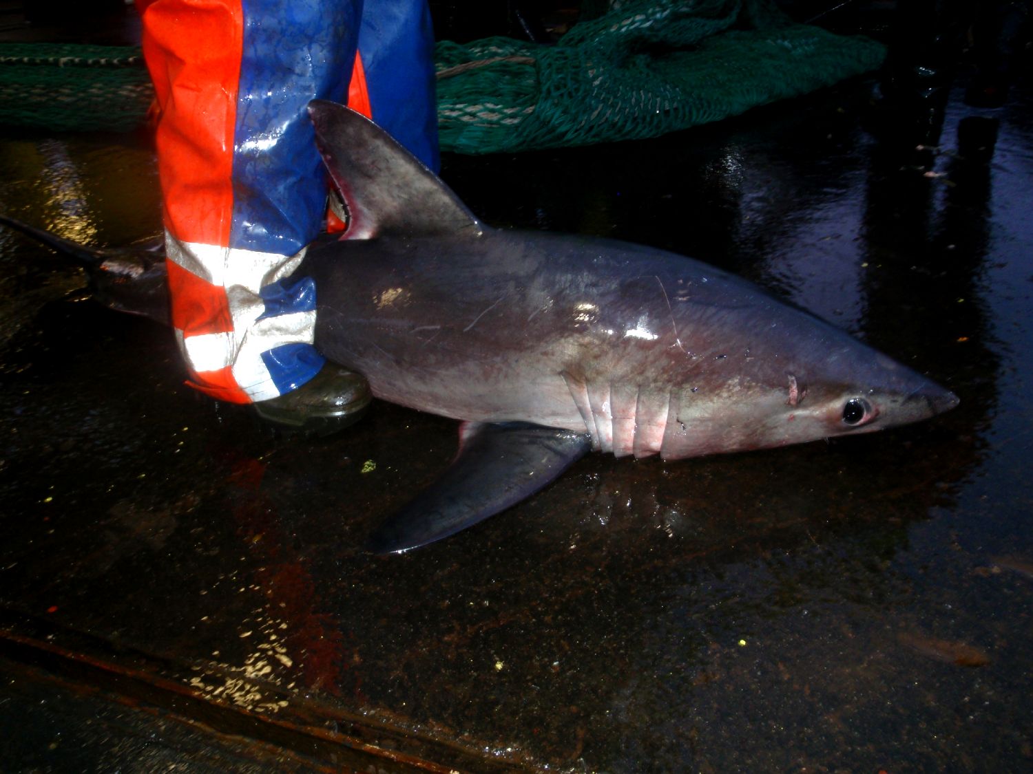 Blue Whiting Survey: Haringhaai, springlevend! - Porbeagle, alive and ...