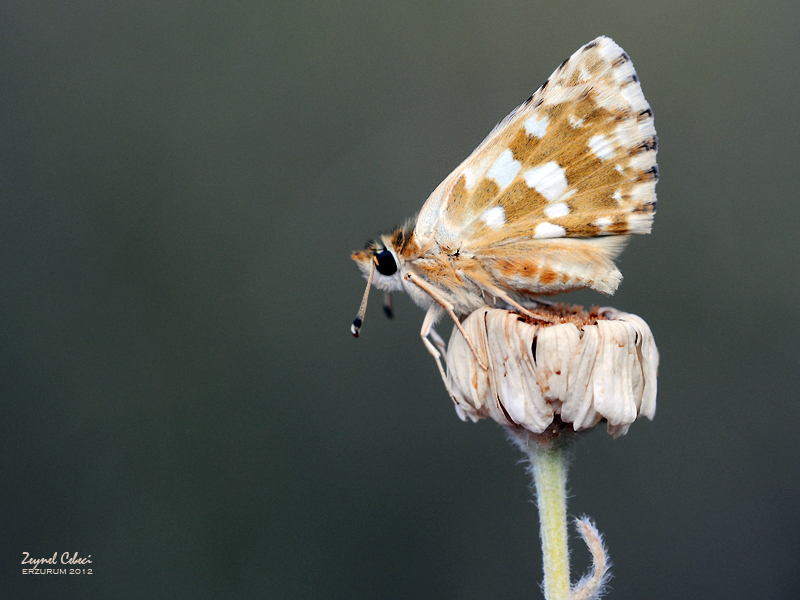 Butterflies of Turkey: Spialia phlomidis / Persian Skipper / Acem Zıpzıpı