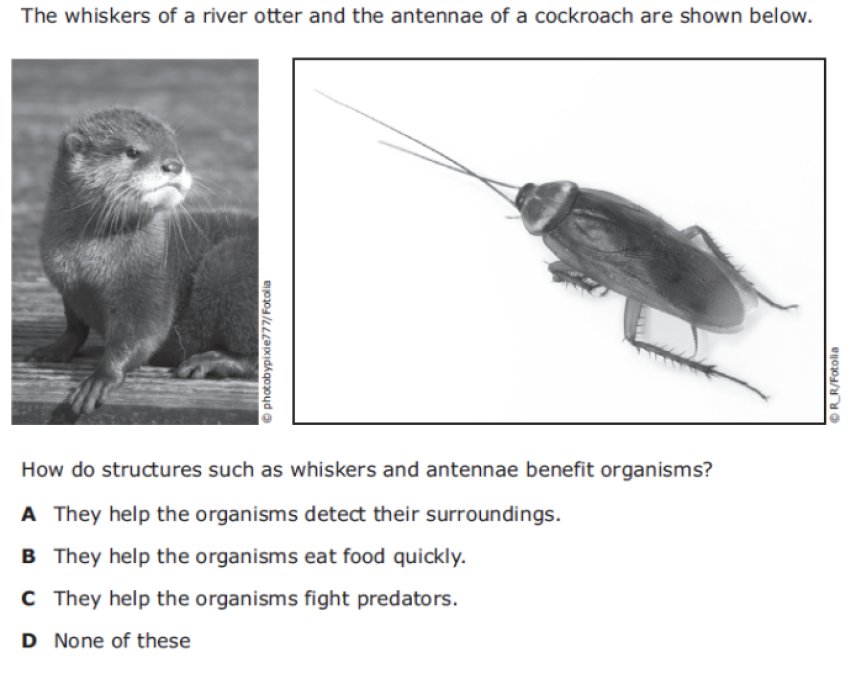 Mrs. Davis' 5th Grade Science : Exit Ticket 5.10A Adaptations Part 2