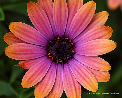 All About the First American Road Trip with Daisy - Macro Photography