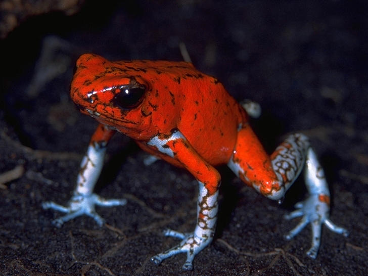 The Spring Peeper: "New" Frogs