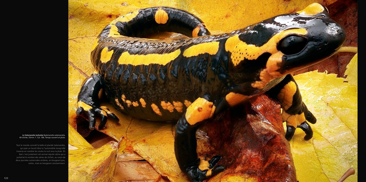 Animalia: Hyper Nature, de Philippe Martin