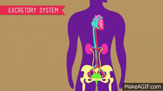 HUMAN EXCRETORY SYSTEM