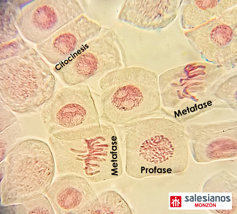 ConCiencia: Observación de Mitosis en células vegetales