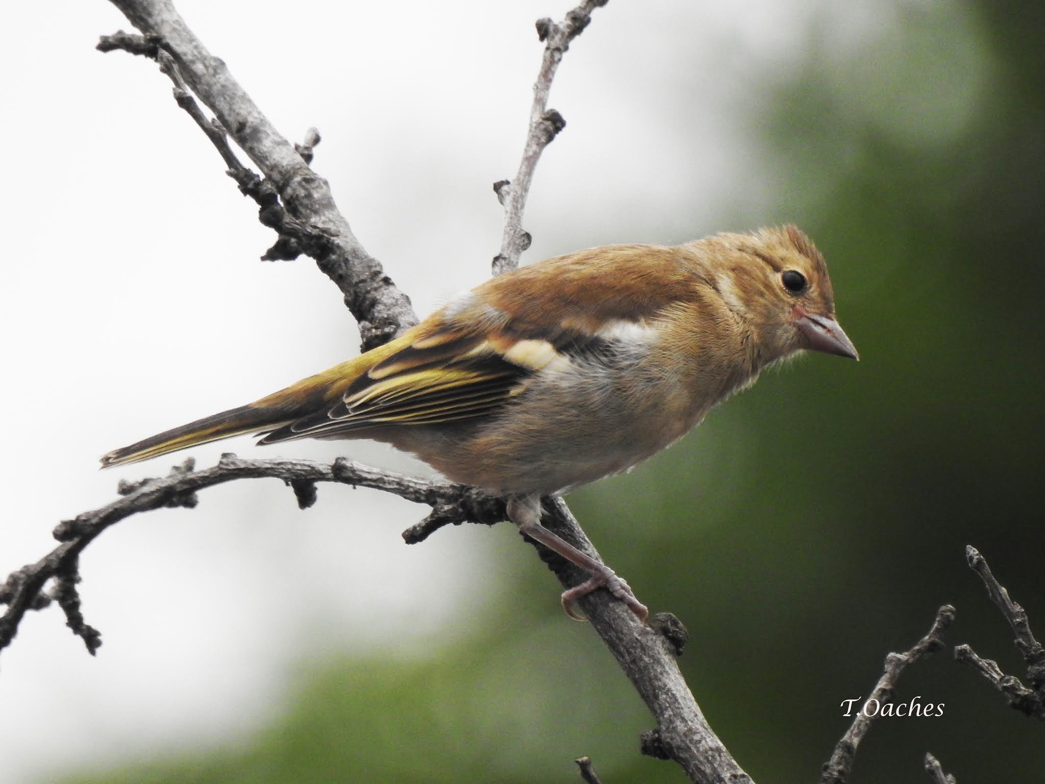 PASARI DIN ROMANIA: CINTEZA, Fringilla coelebs