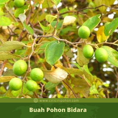 Pohon Bidara, Wujudnya Seperti Apa Sih - Ciriciripohon.com