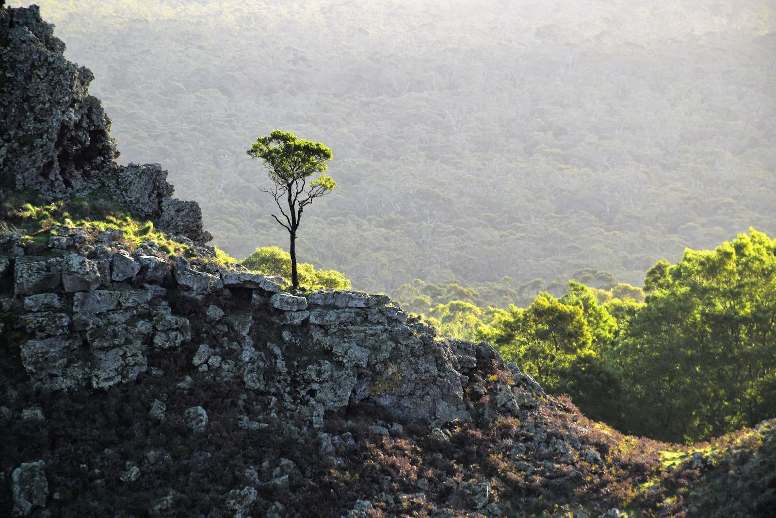 Goin' Feral One Day At A Time: Mt Napier Circuit, Mt Napier State Park ...