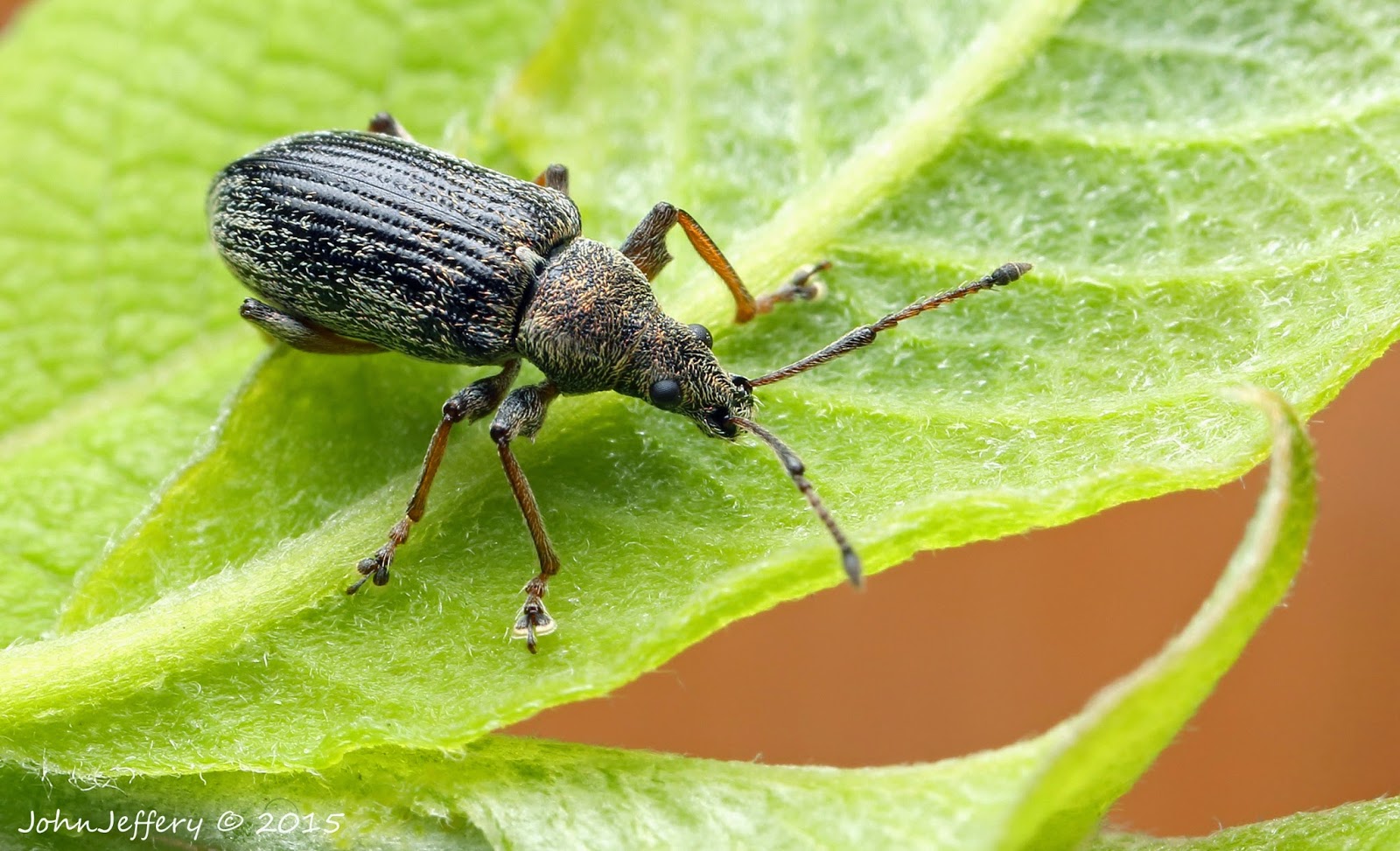 JJ's Photographic nature blog: Frogs hop and Cuckoos spit?