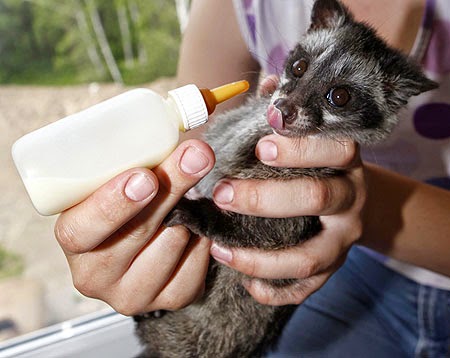 TIPS JITU MERAWAT BABY MUSANG (di bawah 2 bulan)