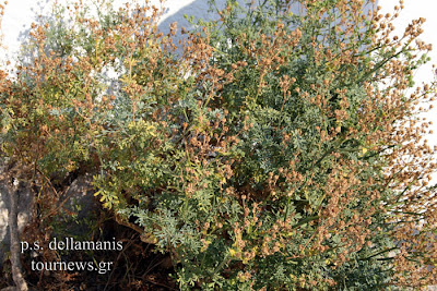 Καλλιεργώ - Εκτρέφω στην Σαντορίνη: Ο απήγανος ή απίανος κατά την ...