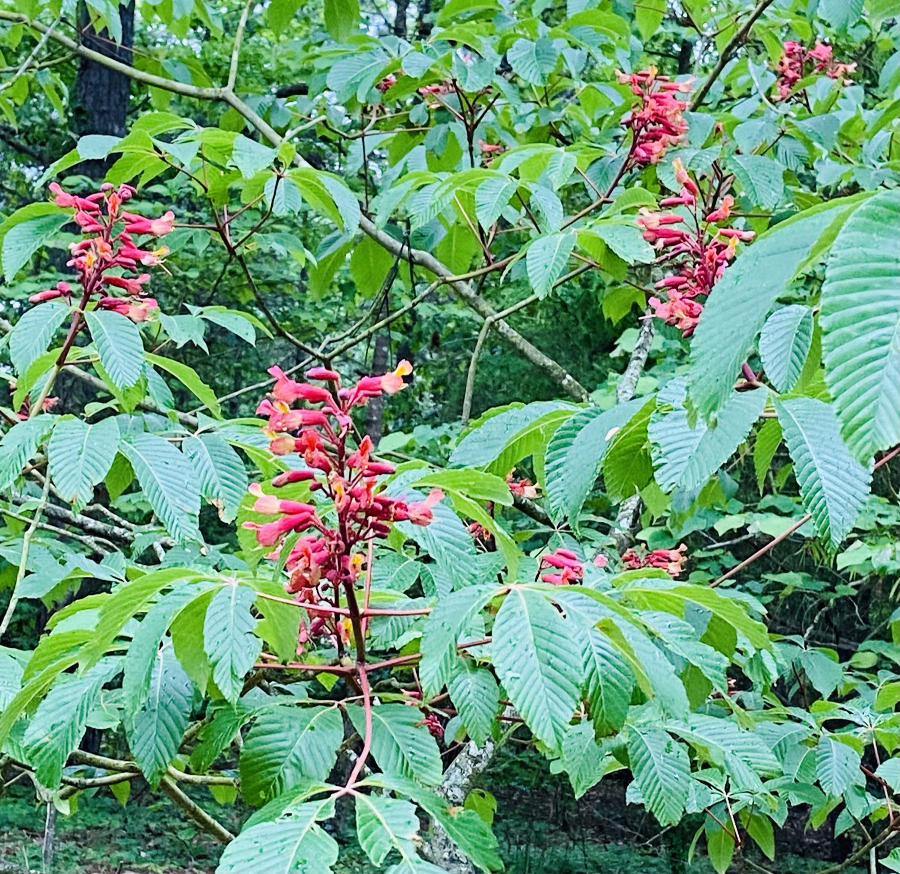 Galla Creek Ephemeris: Red Buckeye