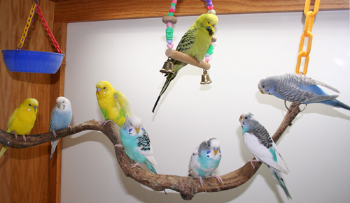 BIRD'S INFORMATION : Budgie Parakeet Colors, Varieties, Mutations and ...