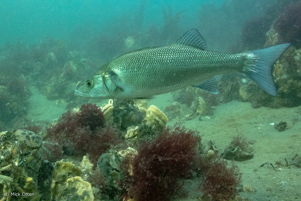 mick's nieuws van het fotografenfront: Vissen in Zeeland