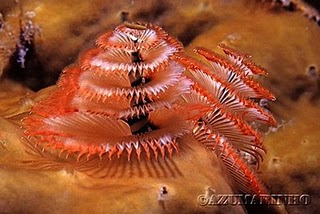 Vermes Superiores: Classe Polychaeta e Classe Clitellata