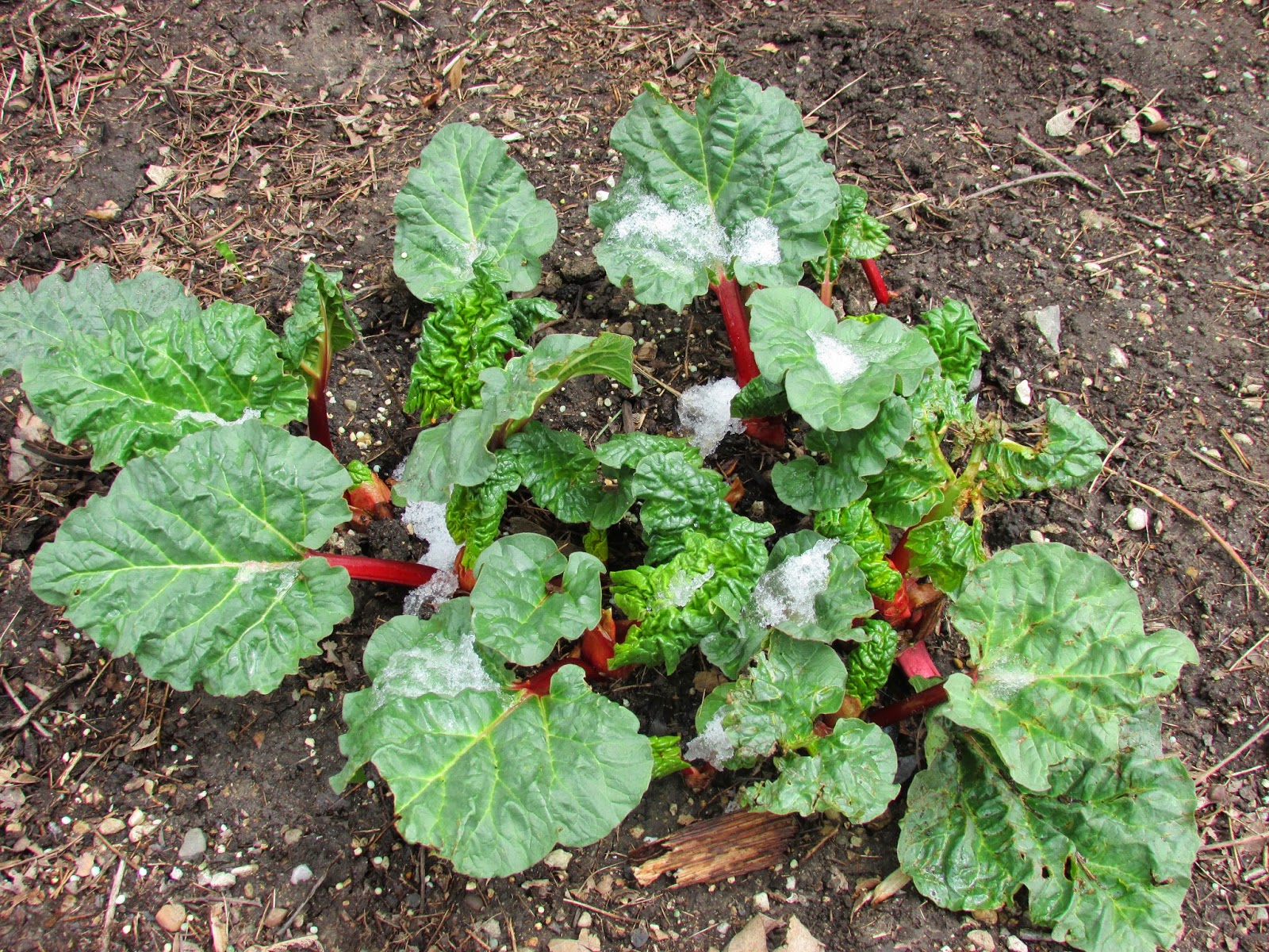 The Quotidian Kit: Baby Rhubarb