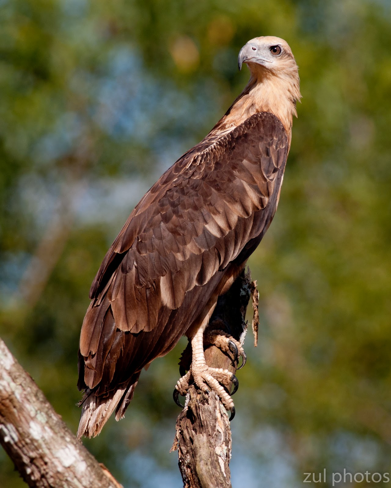 Zul Ya - Birds of Peninsular Malaysia: Burung Helang ( Eagle )