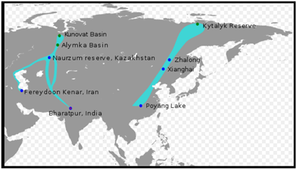 Siberian Crane Migration Route