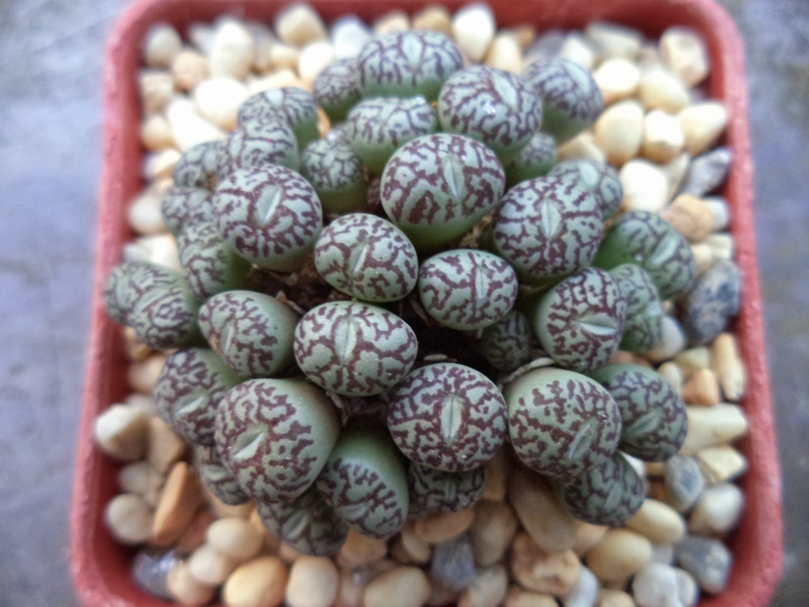Succulent Sundae: CONOPHYTUM MINIMUM WITTEBERGENSE RR714