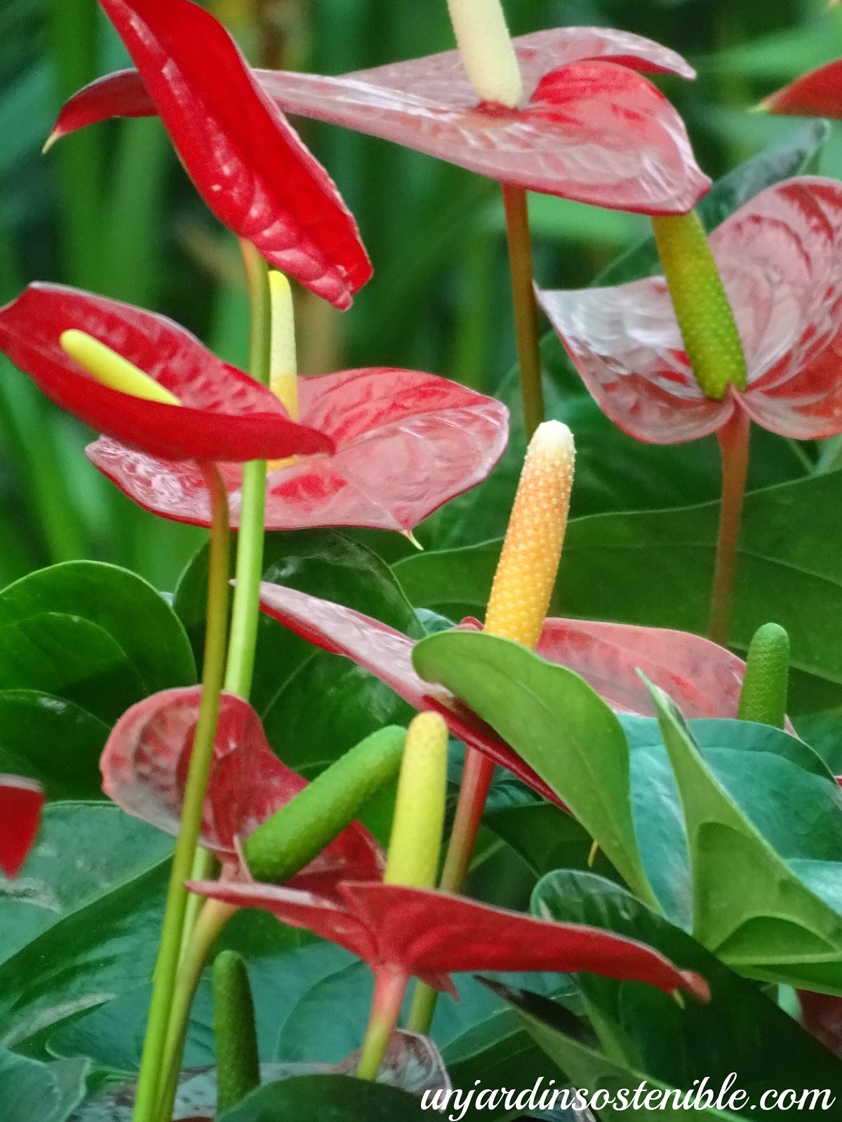 Anthurium (Anturio)
