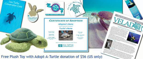 Adopting A Turtle With The Sea Turtle Conservancy Just Got Cuter ...