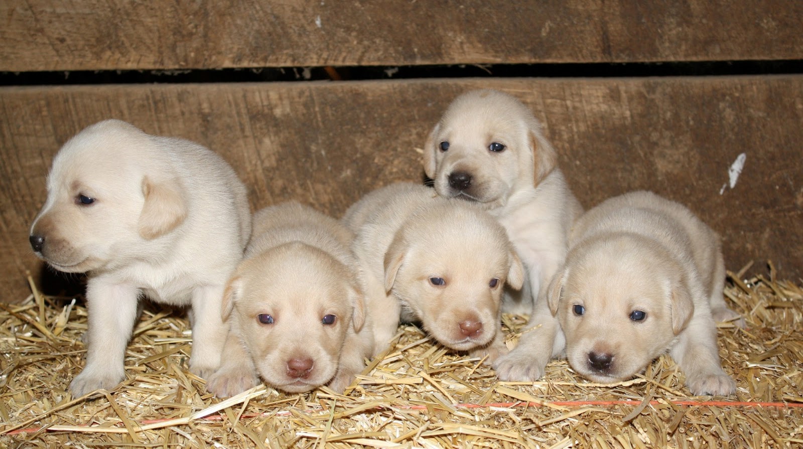 Top of the Hill Labs: Puppies 3 Weeks Old - First Taste of Puppy Food!