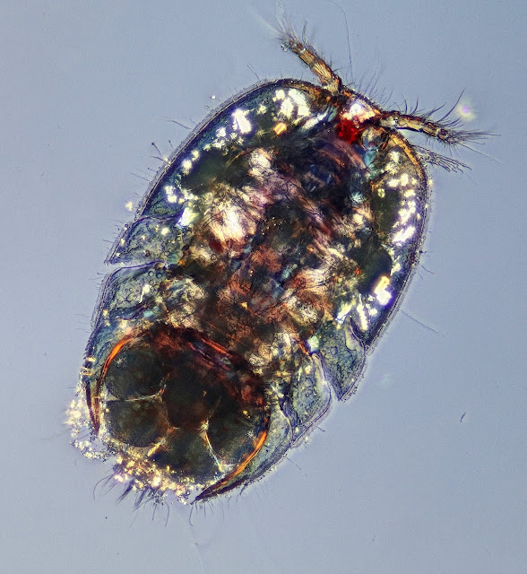 Rafael Microfauna Marina: agosto 2014