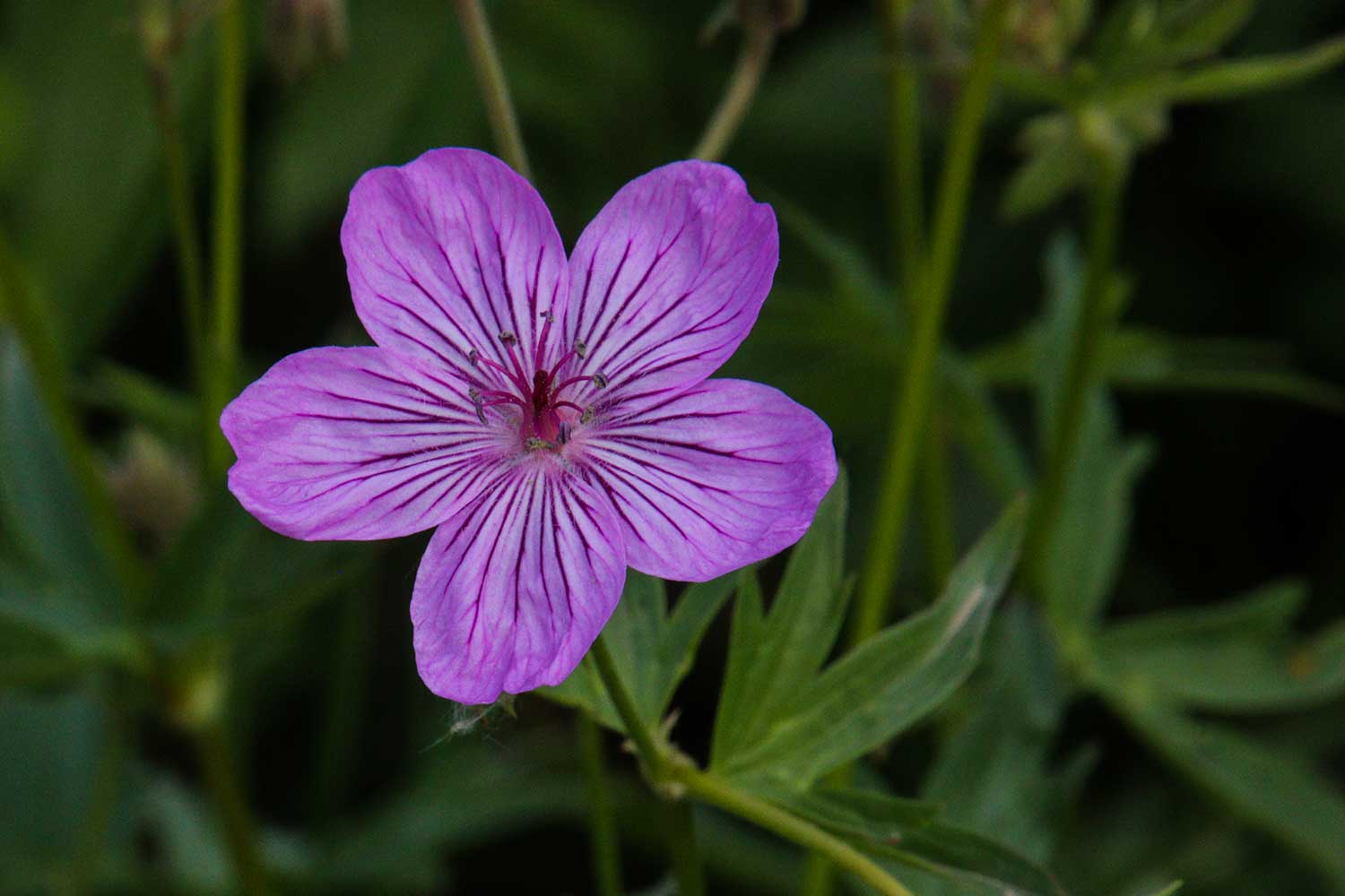 Wasatch Wildflowers: Sticky Geranium (Geranium viscosissimum)
