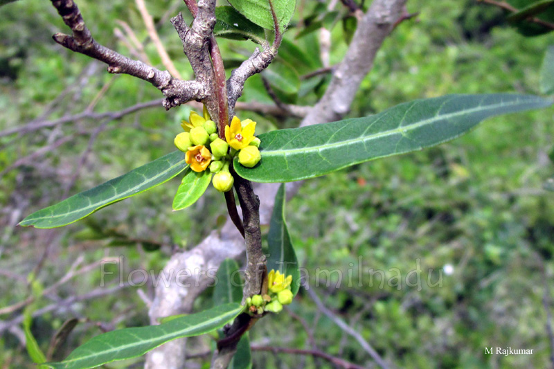 Hemidesmus indicus - Indian Sarsaparilla - Flowers of Tamilnadu