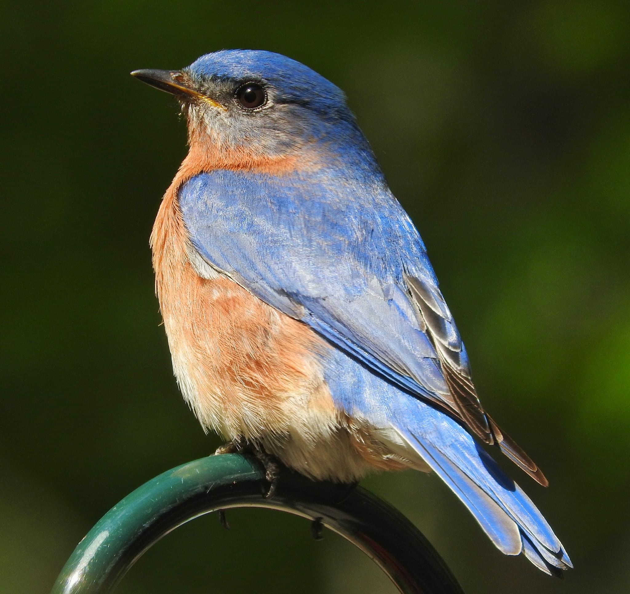 Green Meadows Preserve Blue Bird Trail