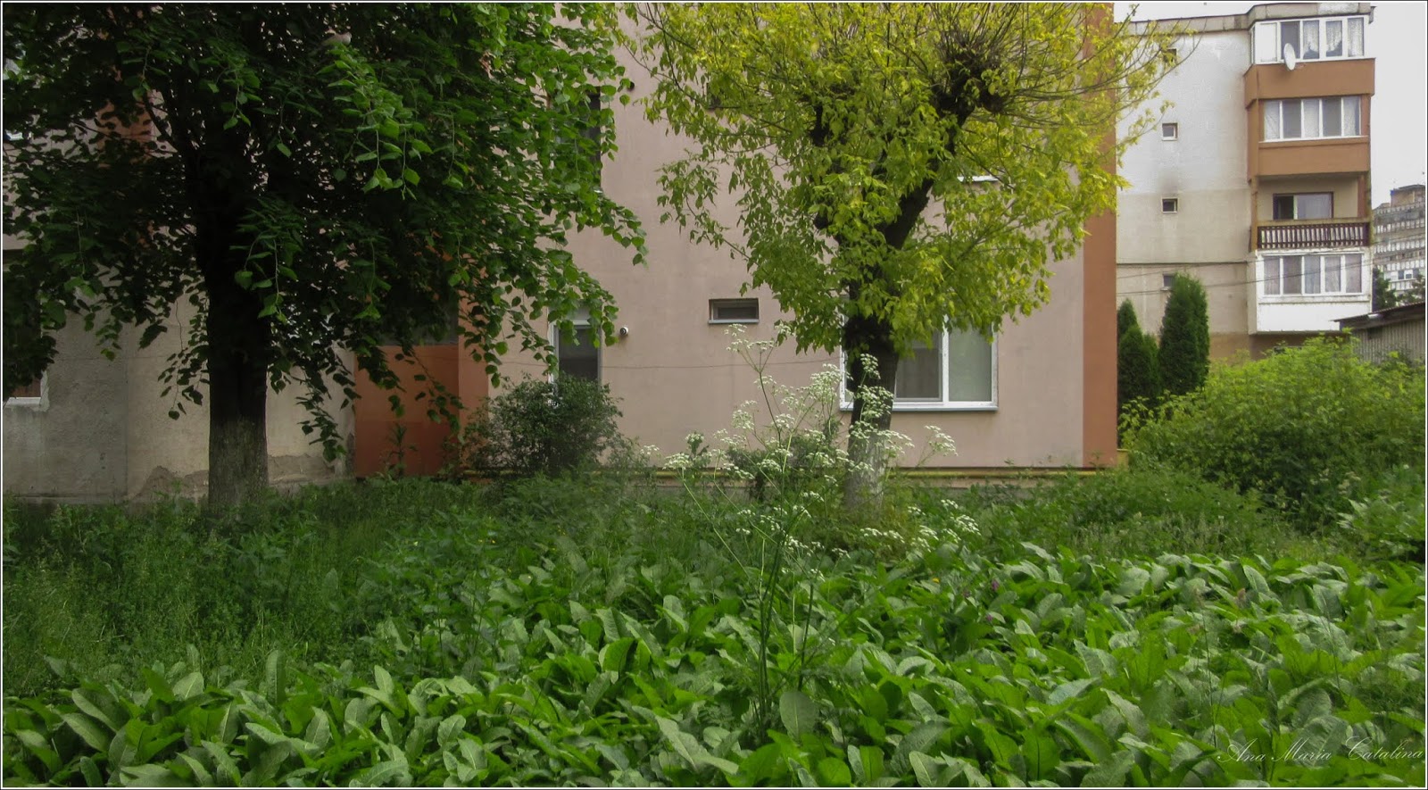 Lumea văzută din Turda: Hasmațuchi (Anthriscus sylvestris)