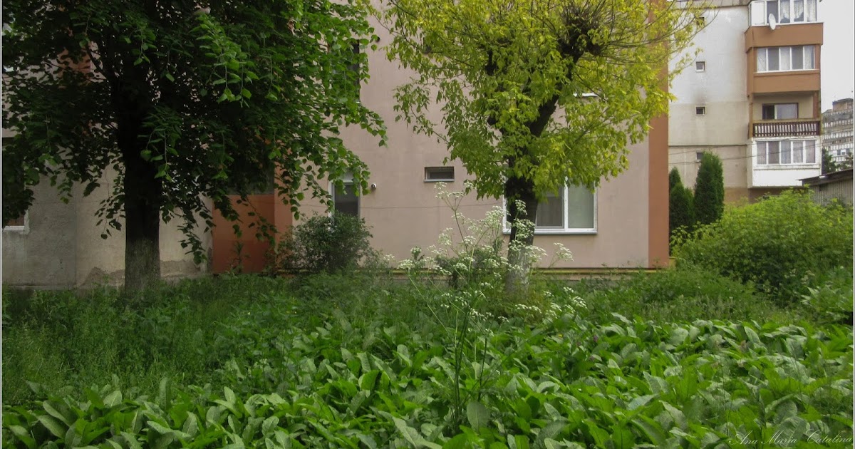 Lumea văzută din Turda: Hasmațuchi (Anthriscus sylvestris)