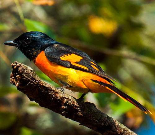Orange minivet | Birds of India | Bird World